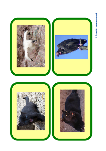 RUMBLE IN THE JUNGLE MATCH MUMMY AND BABY ANIMALS STORY RESOURCE EYFS ...