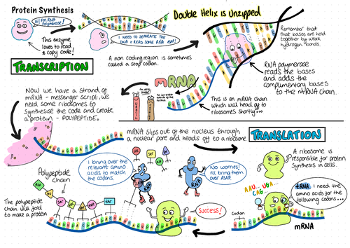 Protein synthesis: Transcription and Translation | Teaching Resources