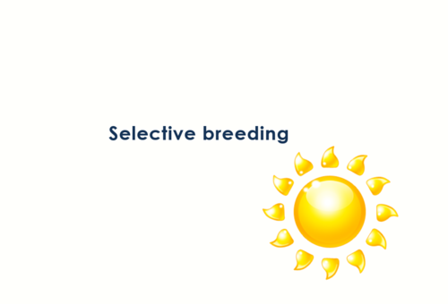 Selective Breeding - KS3 | Teaching Resources