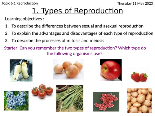 Sexual and Asexual Reproduction GCSE | Teaching Resources