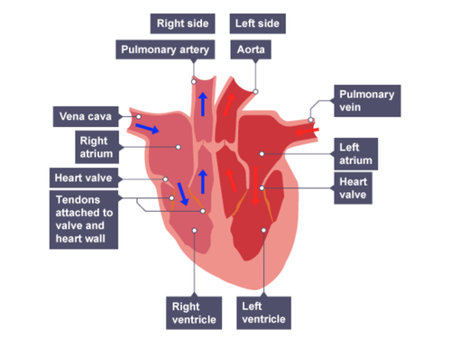 KS3 Human Body Unit | Teaching Resources