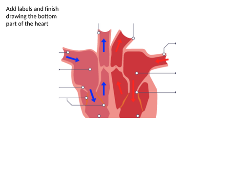 KS3 Human Body Unit | Teaching Resources