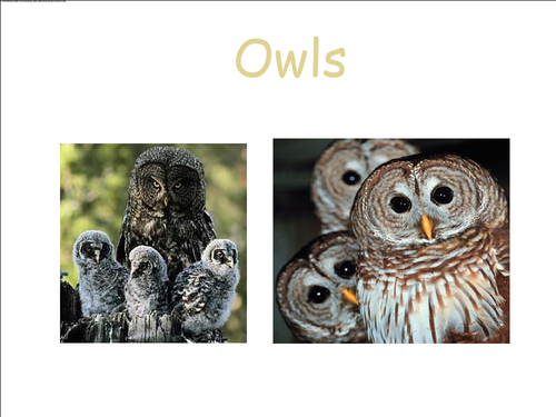 OWL BABIES RESOURCES STORY BOOK LITERACY EYFS KS1 | Teaching Resources