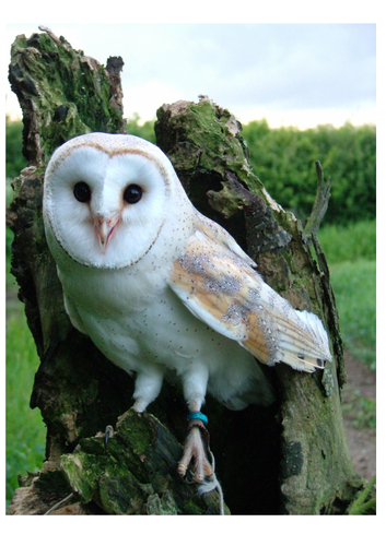 OWL BABIES RESOURCES STORY BOOK LITERACY EYFS KS1 | Teaching Resources