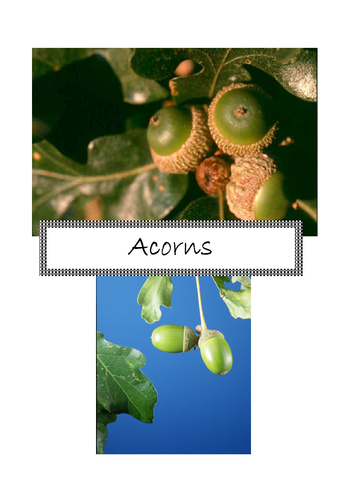 AUTUMN SEASONS TOPIC RESOURCES EYFS KS1 | Teaching Resources