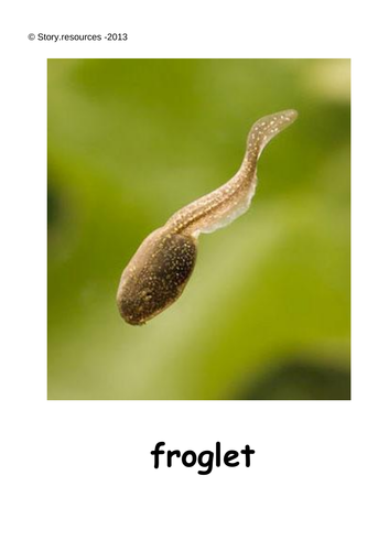 MINIBEASTS TOPIC RESOURCE SPRING EYFS KS1 UNDERSTANDING THE WORLD ...