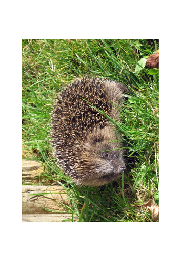 FREE NOCTURNAL ANIMAL POSTERS RESOURCE KS1 EYFS LIGHT AND DARK ...