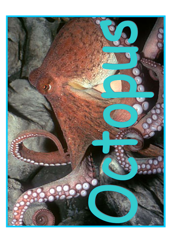 FREE RESOURCES UNDER THE SEA OCTOPUS SEAHORSE SHARK FACTS EYFS KS1 ...