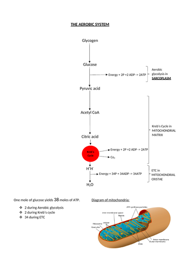 OCR A Level PE- Aerobic System | Teaching Resources OCR A Level PE- Aerobic System | Teaching Resources