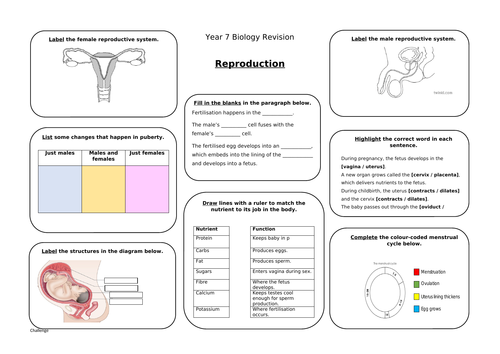 KS3 Reproduction - Revision placemat | Teaching Resources