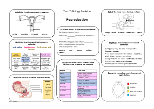 KS3 Reproduction - Revision placemat | Teaching Resources