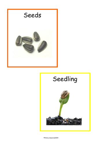 SAM PLANTS A SUNFLOWER TEACHING RESOURCES FOR STORY ~ EYFS KS1 LITERACY ...