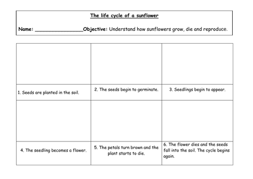 SAM PLANTS A SUNFLOWER TEACHING RESOURCES FOR STORY ~ EYFS KS1 LITERACY ...