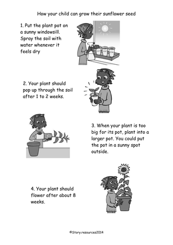 SAM PLANTS A SUNFLOWER TEACHING RESOURCES FOR STORY ~ EYFS KS1 LITERACY ...
