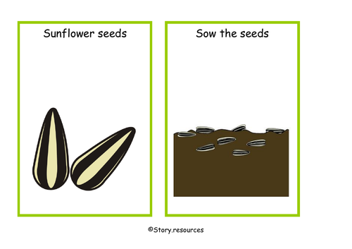 SAM PLANTS A SUNFLOWER TEACHING RESOURCES FOR STORY ~ EYFS KS1 LITERACY ...