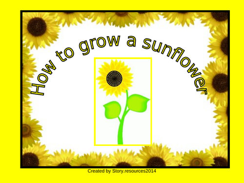 SAM PLANTS A SUNFLOWER TEACHING RESOURCES FOR STORY ~ EYFS KS1 LITERACY ...