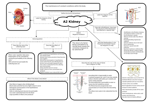 A2 Biology - Completed Homeostasis & Kidney Revision Mat | Teaching ...