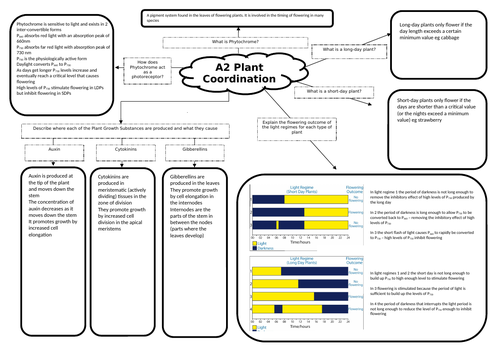 A2 Biology - Completed Plant Coordination Revision Mat | Teaching Resources