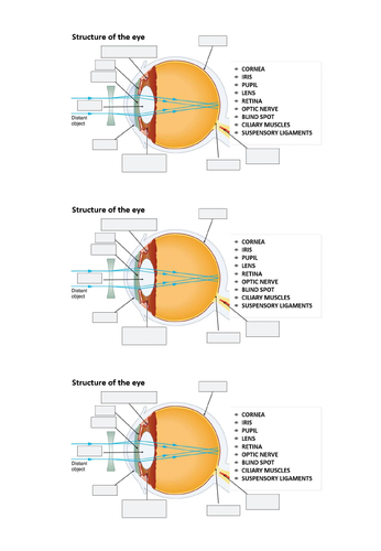 Eye Structure and Reflexes GCSE REVISION | Teaching Resources