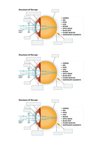Eye Structure and Reflexes GCSE REVISION | Teaching Resources