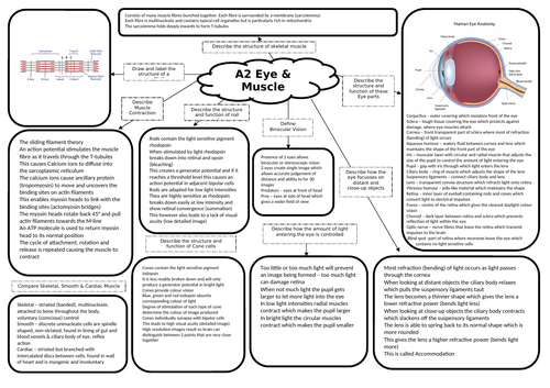 A2 Biology - Completed Eye & Muscle Revision Mat | Teaching Resources