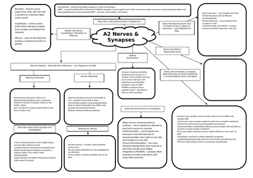 A2 Biology - Completed Nerves & Synapses Revision Mat | Teaching Resources