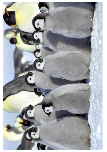 PENGUINS TOPIC RESOURCE WINTER CHRISTMAS EYFS KS1 | Teaching Resources