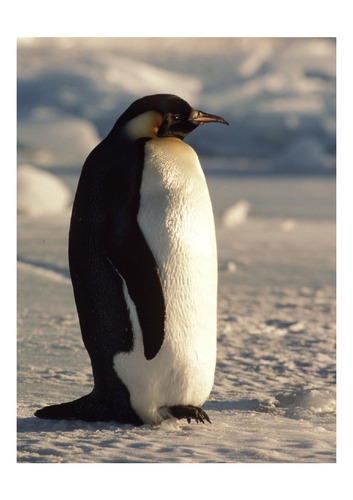 PENGUINS TOPIC RESOURCE WINTER CHRISTMAS EYFS KS1 | Teaching Resources
