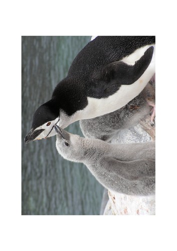 PENGUINS TOPIC RESOURCE WINTER CHRISTMAS EYFS KS1 | Teaching Resources