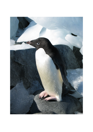 PENGUINS TOPIC RESOURCE WINTER CHRISTMAS EYFS KS1 | Teaching Resources