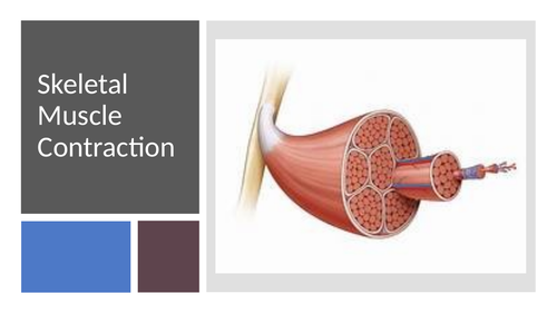 OCR ALEVEL PE Skeletal and Muscular System | Teaching Resources