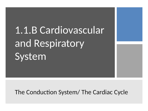 OCR ALEVEL PE Cardiovascular System | Teaching Resources