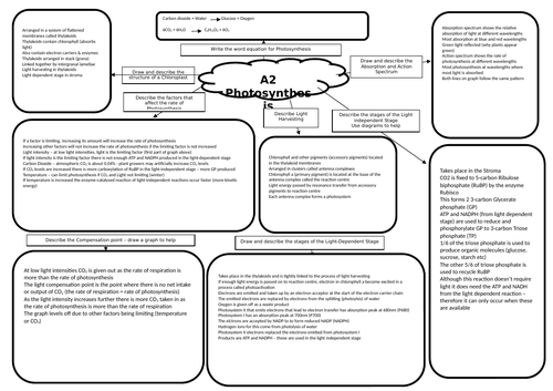 A2 Biology - Completed Photosynthesis Revision Mat | Teaching Resources