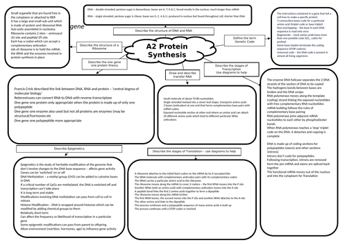 A2 Biology - Completed Protein Synthesis Revision Mat | Teaching Resources