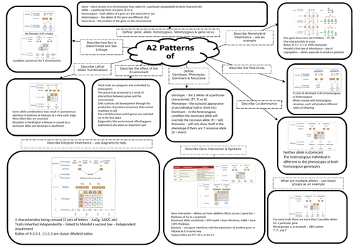 A2 Biology - Completed Patterns of Inheritance Revision Mat | Teaching ...