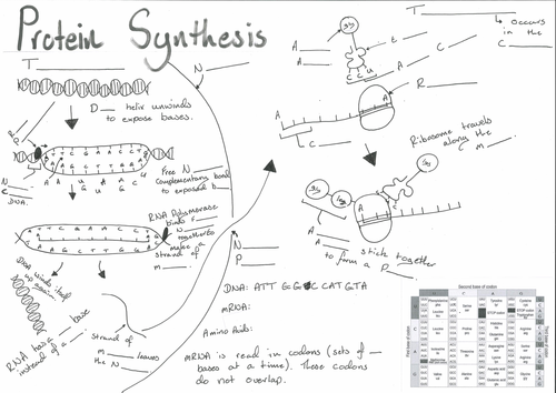 Protein Synthesis Revision Poster | Teaching Resources