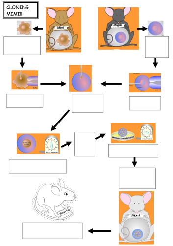KS3 Cloning full lesson | Teaching Resources