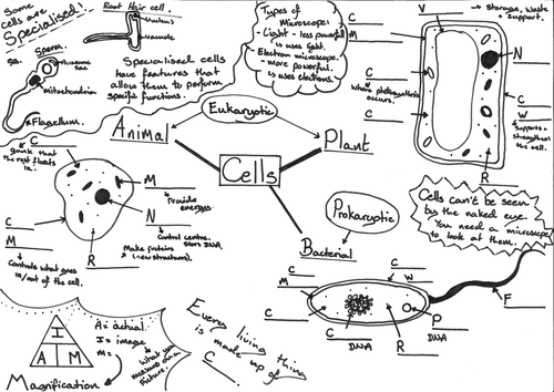 Cells revision poster | Teaching Resources