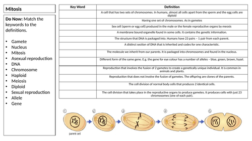 iGCSE/GCSE Biology: Mitosis and Meiosis | Teaching Resources