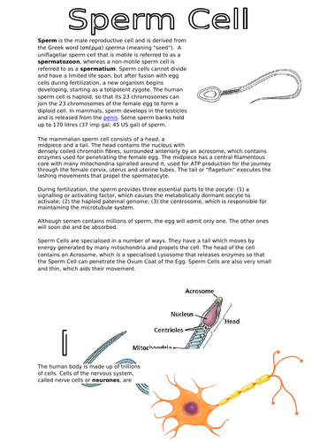 AQA B1 Cell Biology Bundle (Combined) | Teaching Resources