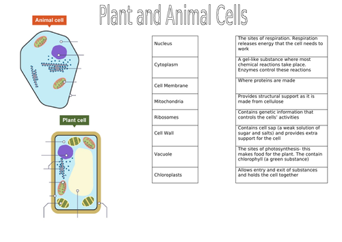 AQA B1 Cell Biology Bundle (Combined) | Teaching Resources
