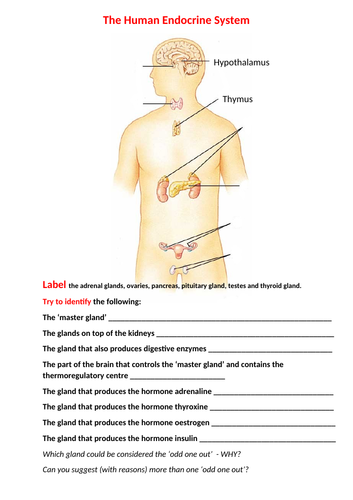 Endocrine System and Hormonal control | Teaching Resources