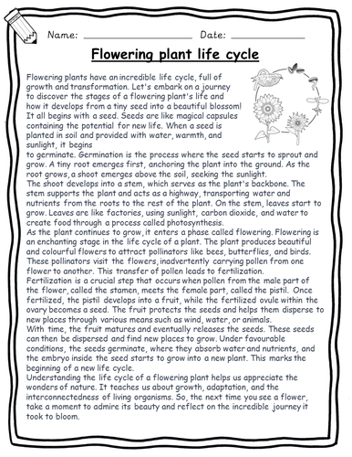 Y3 - Y6 Plants Reading Comprehension - Science revision | Teaching ...