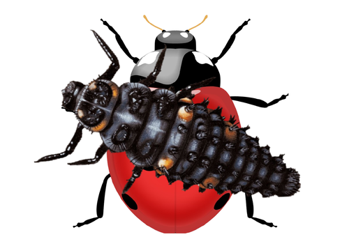 Minibeasts Continuous Provision Plan Bundle | Teaching Resources Minibeasts Continuous Provision Plan Bundle | Teaching Resources