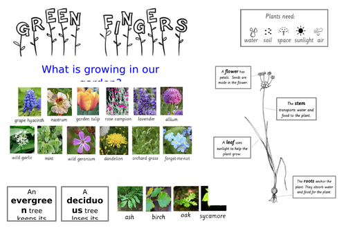 Y1 Plants science topic Knowledge Organiser | Teaching Resources