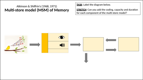 A-Level Psychology - THE MULTI-STORE MODEL OF MEMORY [Memory Topic ...