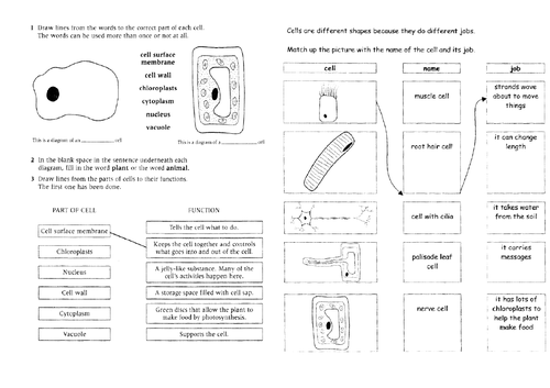 CIE 2.1 Specialised Cells | Teaching Resources