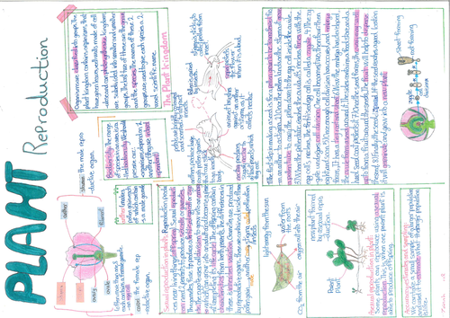 8B - Plant Reproduction Poster | Teaching Resources