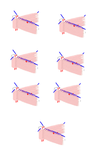 Gas exchange in fish AQA A level Biology | Teaching Resources