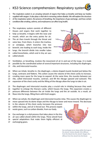 Respiratory system KS3/4 comprehension | Teaching Resources